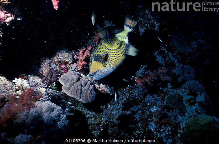 Stock photo of Titan triggerfish {Balistoides viridescens} at cleaning ...