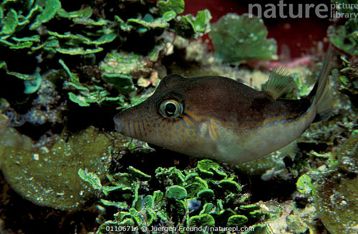 Stock photo of Sharpnose pufferfish {Canthigaster sp} Caribbean ...