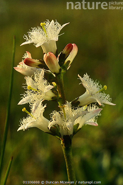 Stock photo of Buckbean (bogbean) flower {Menyanthes trifoliata ...