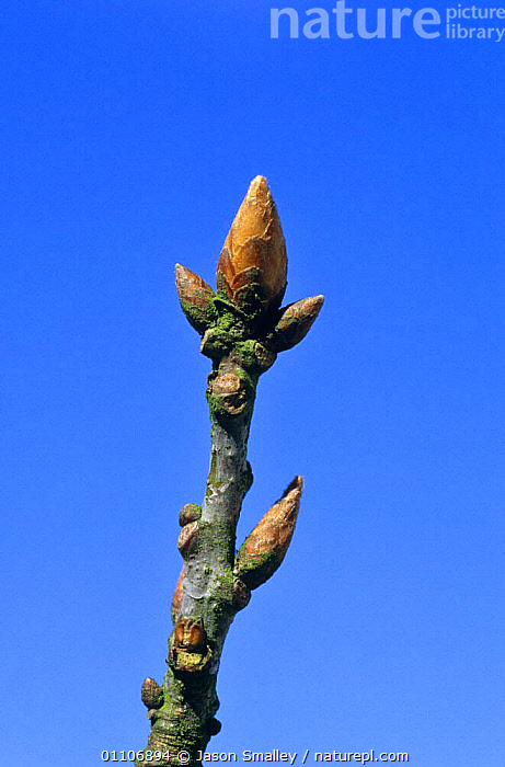 Stock photo of Sessile oak, terminal bud closed {Quercus petraea ...