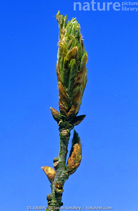 Stock photo of Sessile oak{ Quercus petraea} terminal bud opening ...