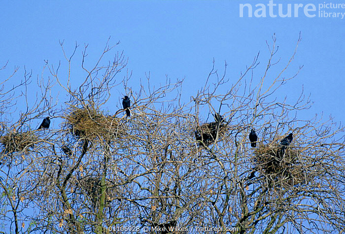 Stock photo of Rookery with nests at top of trees {Corvus frugilegus ...