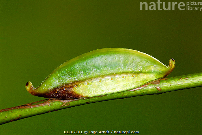 Stock photo of Slug moth caterpillar mimics seed pod {Perola sp ...