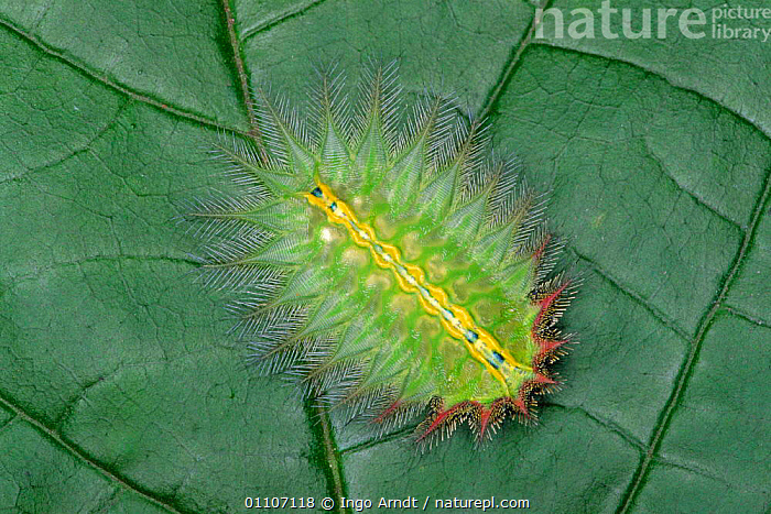 Stock photo of Slug caterpillar moth larva mimics bug {Limacodidae ...