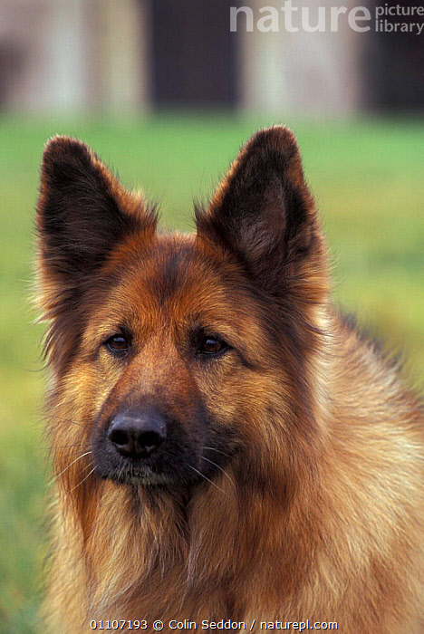 Stock photo of German shepherd dog, female {Canis familiaris} UK ...