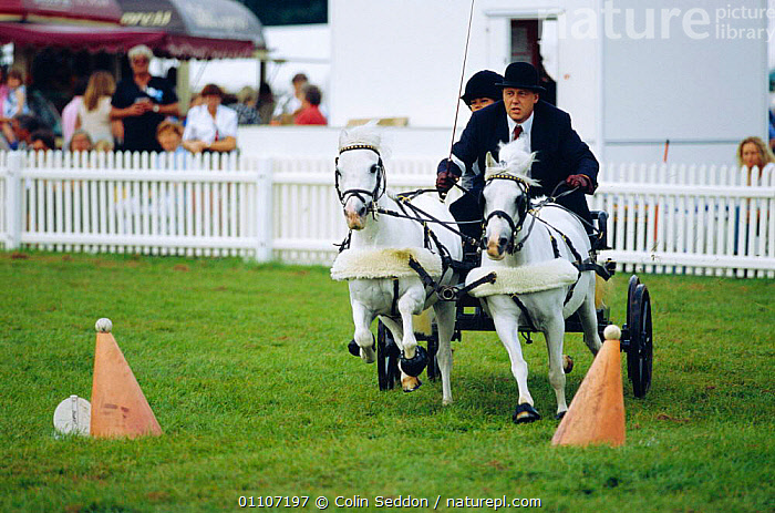 Stock photo of Pony pair competing in Scurry Driving event, New Forest ...