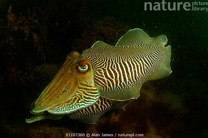 Stock photo of Common cuttlefish {Sepia officinalis} male guarding ...