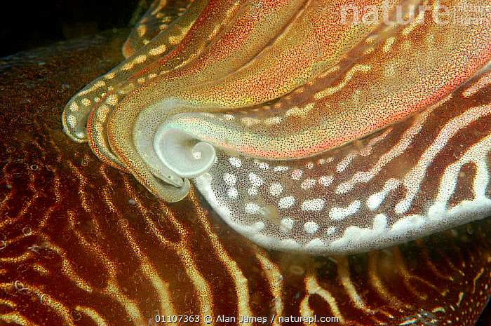 Stock photo of Common cuttlefish {Sepia officinalis} close up of ...