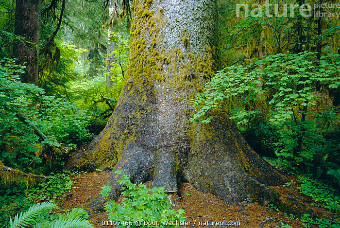 Stock photo of Sitka spruce tree trunk {Picea sitchensis} Hoh ...