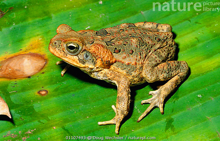 Stock photo of Giant toad {Bufo marinus} introduced species to Puerto ...