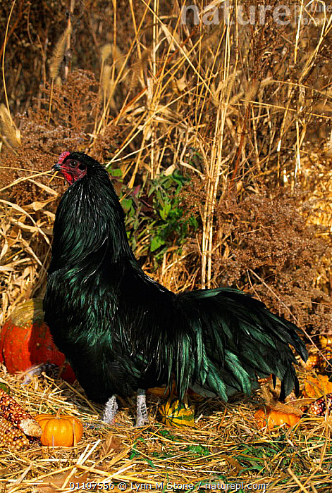 Stock photo of Black sumatra breed of Domestic chicken, male {Gallus ...