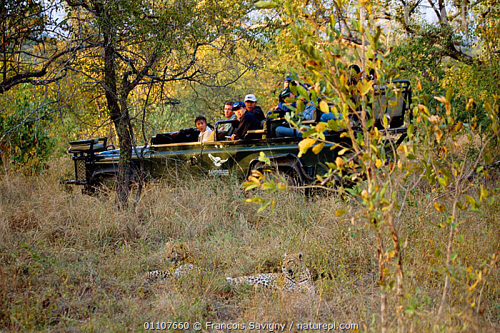 Stock photo of Tourists in jeep watching Leopard at rest {Panthera ...