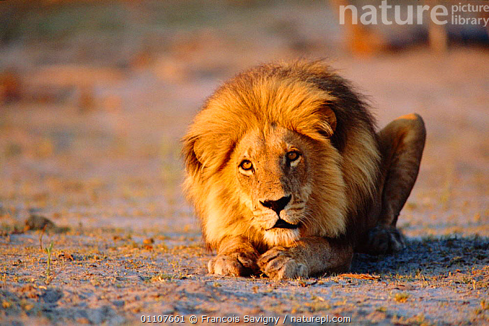 Stock photo of Male lion crouching on ground {Panthera leo} Southern ...