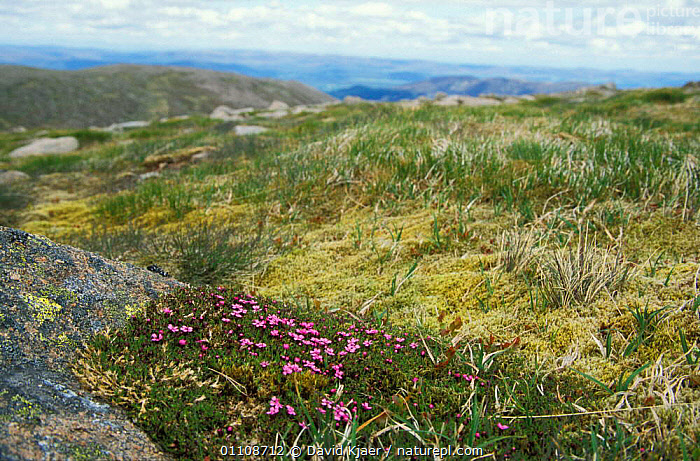 Stock photo of Trailing wild azalea in flower {Kalmia procumbens ...