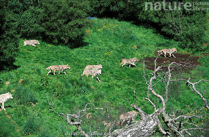 Stock photo of Pack of Grey wolves on hillside {Canis lupus} UK ...