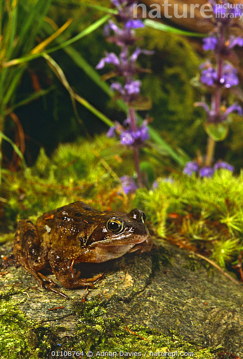 Stock photo of Common frog portrait {Rana temporaria} Scotland, UK ...