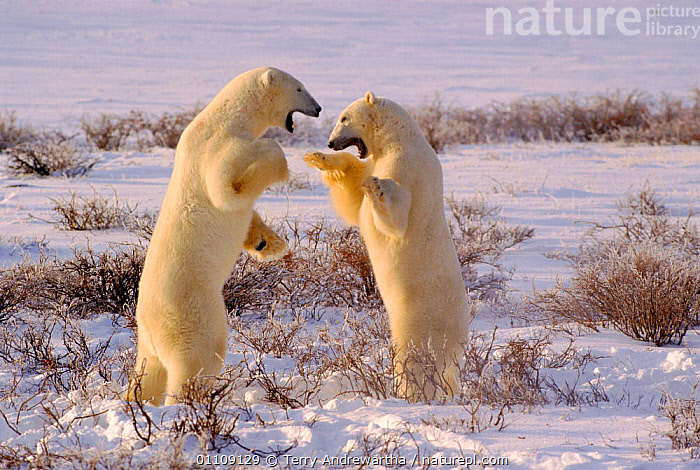 Polar Bears Fighting