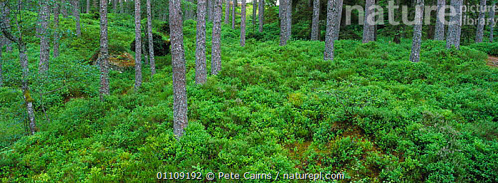 Stock photo of Native pinewood with juniper and blaeberry understorey ...