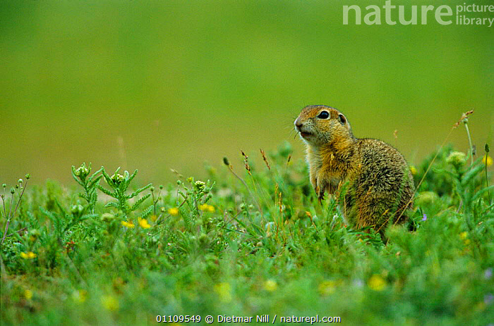 Stock photo of European suslik / Ground squirrel {Spermophilus citellus ...