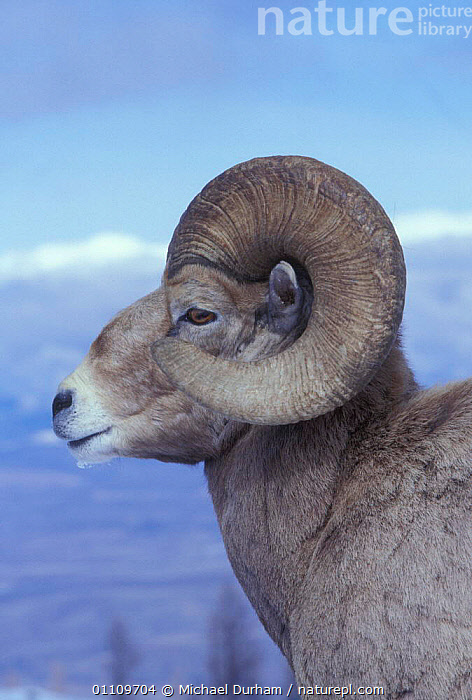 Stock photo of Bighorn ram head portrait {Ovis canadensis canadensis ...