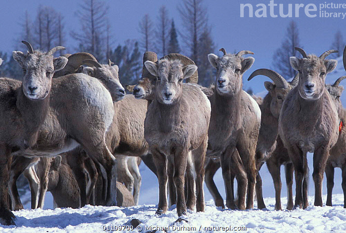 Stock photo of Bighorn sheep ewe group {Ovis canadensis canadensis ...