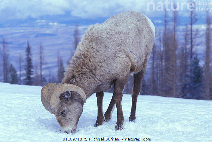 Stock photo of Bighorn ram grasing in snow {Ovis canadensis canadensis ...