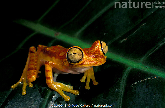 Stock photo of Chachi tree frog {Hyla picturata} Cotacachi-Cayapas ...