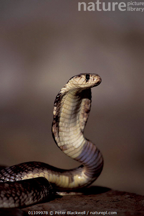 Egyptian Cobra Hood