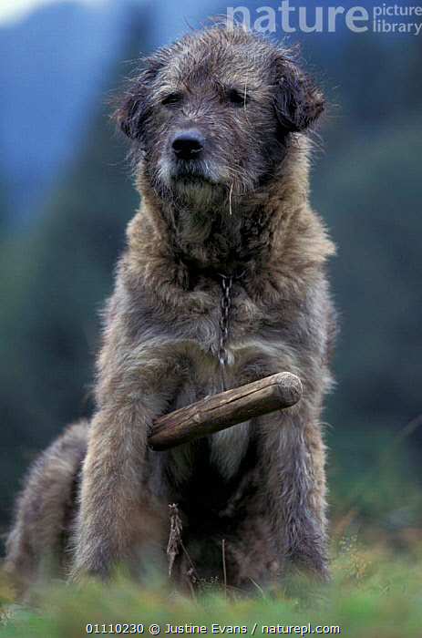Stock photo of Shepherd dog, Transylvania, Romania. Available for sale ...