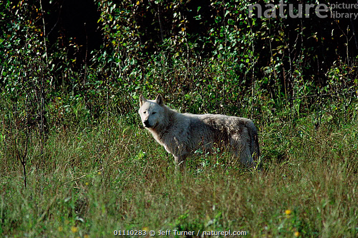 Stock photo of Grey wolf {Canis lupus} Wood Buffalo NP, Alberta, Canada ...