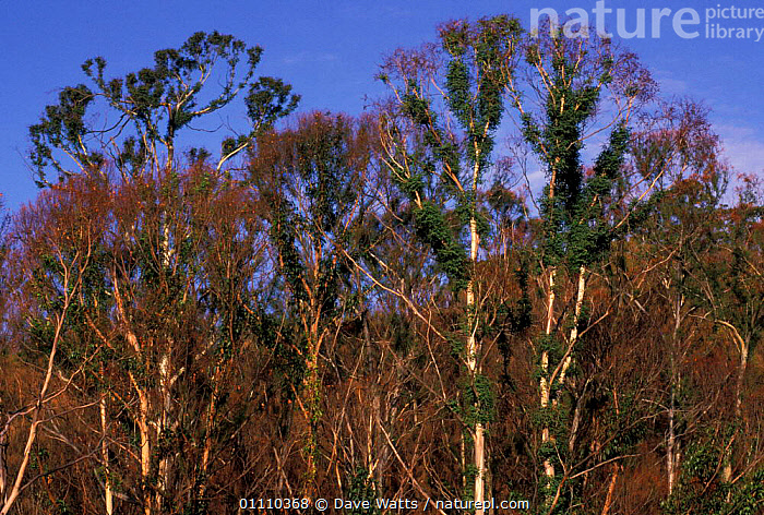 Stock photo of Epicormic shoots sprouting on Eucalyptus trees after ...