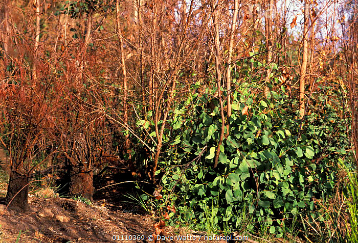 Stock photo of Epicormic shoots sprouting on Eucalyptus trees after ...