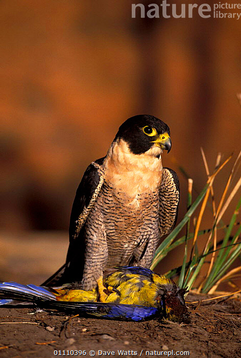 Stock photo of Peregrine falcon {Falco peregrinus} with Green rosella ...