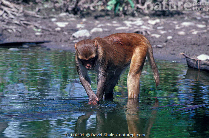 Stock photo of Rhesus macaque washing food {Macaca mulatta} Cayo ...