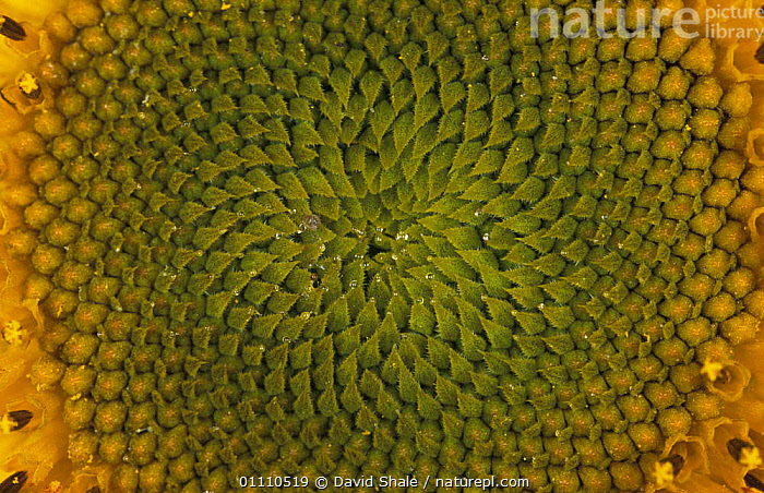 Stock photo of Sunflower central disc of flower {Helianthus annuus ...