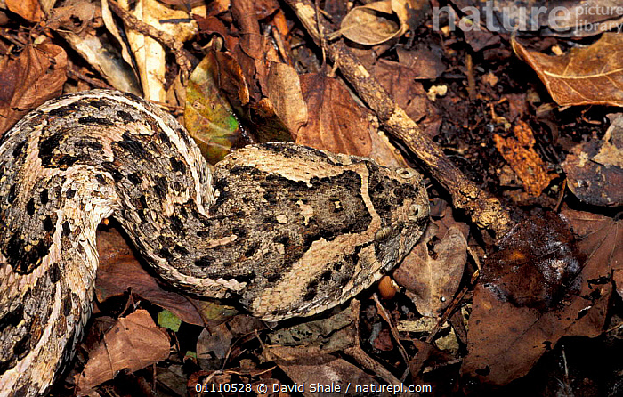 Stock photo of Puff adder camouflaged in leaf litter {Bitis arietans ...