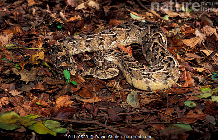 Stock photo of Puff adder camouflaged in leaf litter {Bitis arietans ...