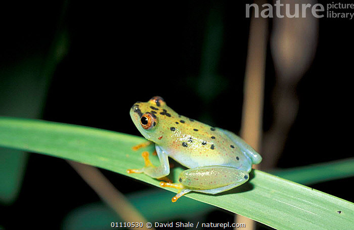 Stock photo of Pygmy sedge Translucent reed frog {Hyperolius pusillus ...