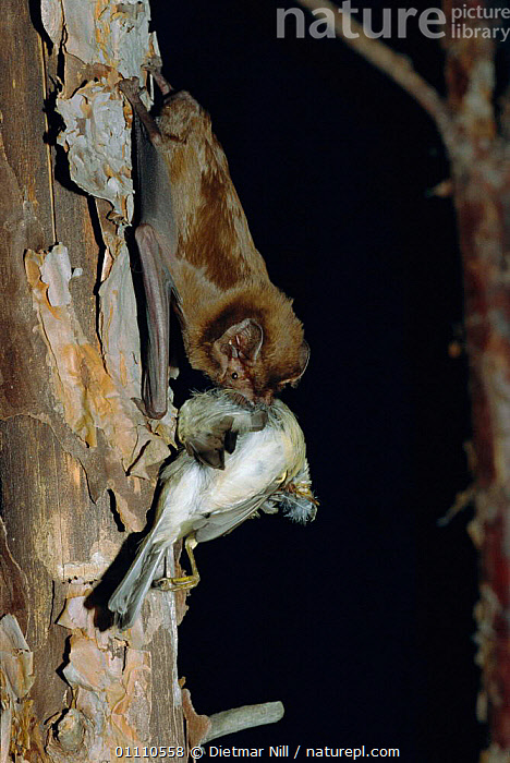 Stock photo of Greater noctule bat feeding on bird {Nyctalus ...