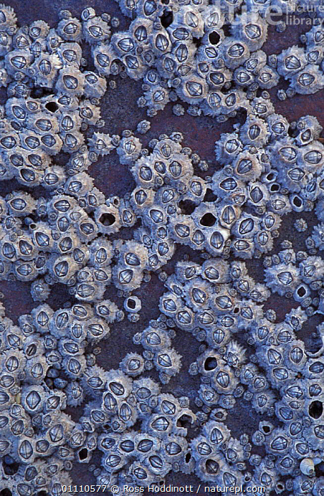 Stock photo of Barnacles {Chthalamus stellatus} Cornwall, UK. Available ...