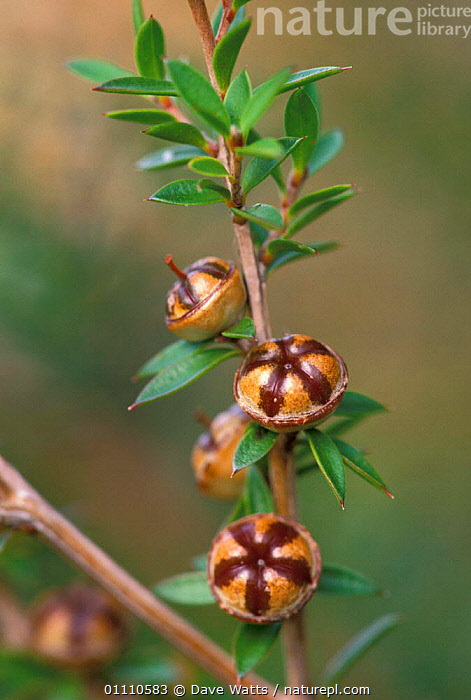 Stock photo of Manuka / Tea tree {Leptospermum scoparium} Australia ...