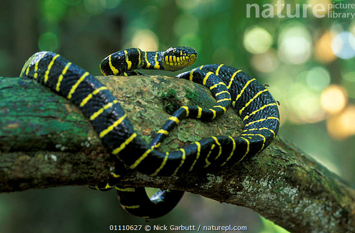 Stock photo of Mangrove / Yellow-ringed cat snake {Boiga dendrophila ...