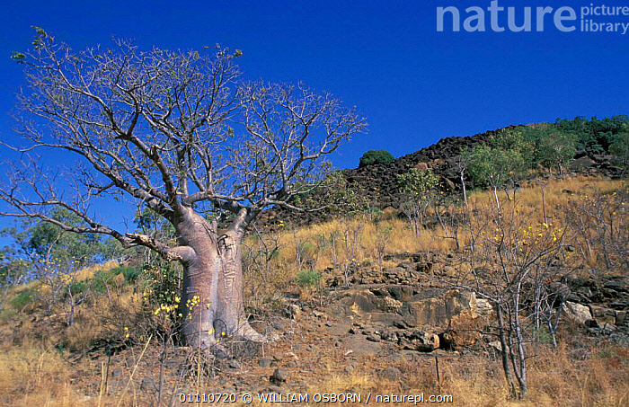 Stock photo of Boab tree {Adsonia gregorii} Kimberley, Western ...
