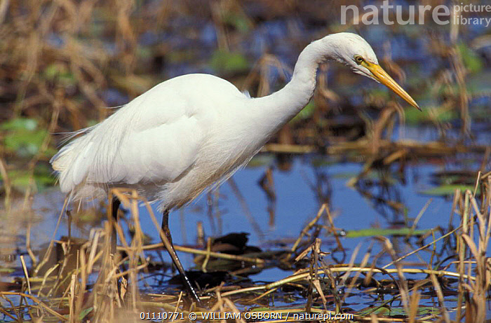 Stock photo of Intermediate egret {Egretta intermedia} in wetlands, non ...