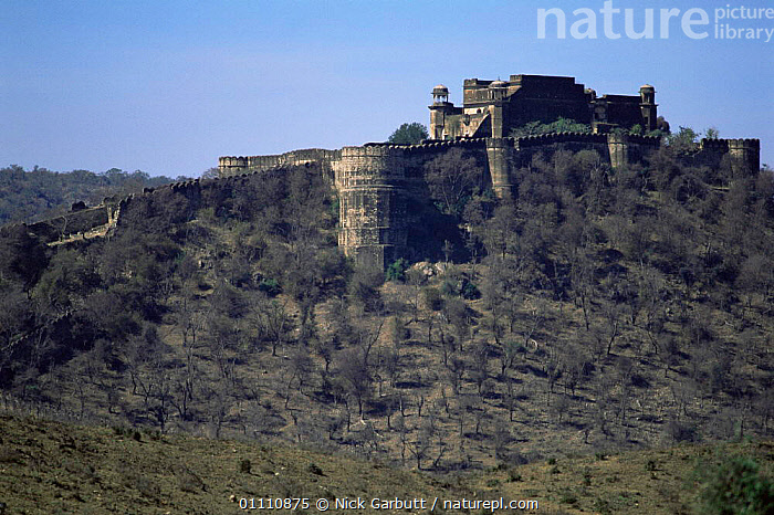 Stock photo of Kankwari fort, Sariska NP, Rajasthan, India. Available ...