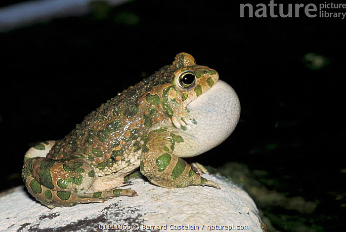 Stock photo of Green toad calling {Bufo viridis} vocal sac inflated ...