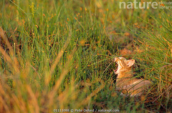 Stock photo of African wild cat yawning {Felis sylvestris libyca ...
