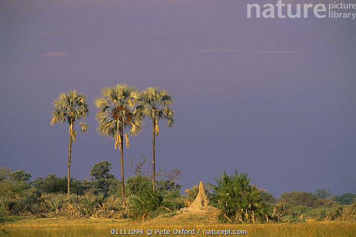 Stock photo of Okavango delta with Termite mound and Fan palm trees ...