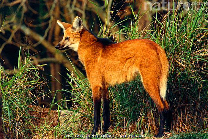 Stock photo of Maned wolf {Chrysocyon brachyurus} Cerrado habitat ...