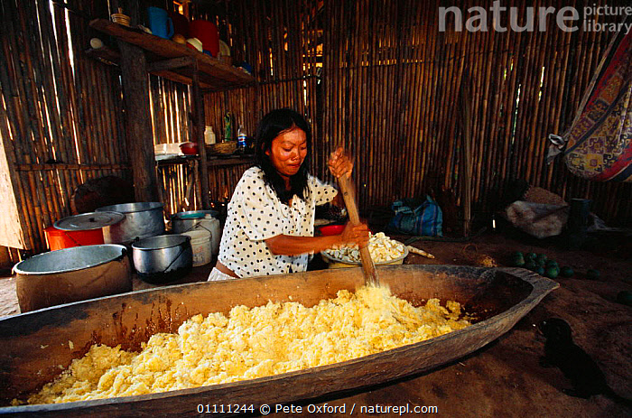 Stock photo of Machiguenga Indian mixing manioc for local brew. Timpia ...